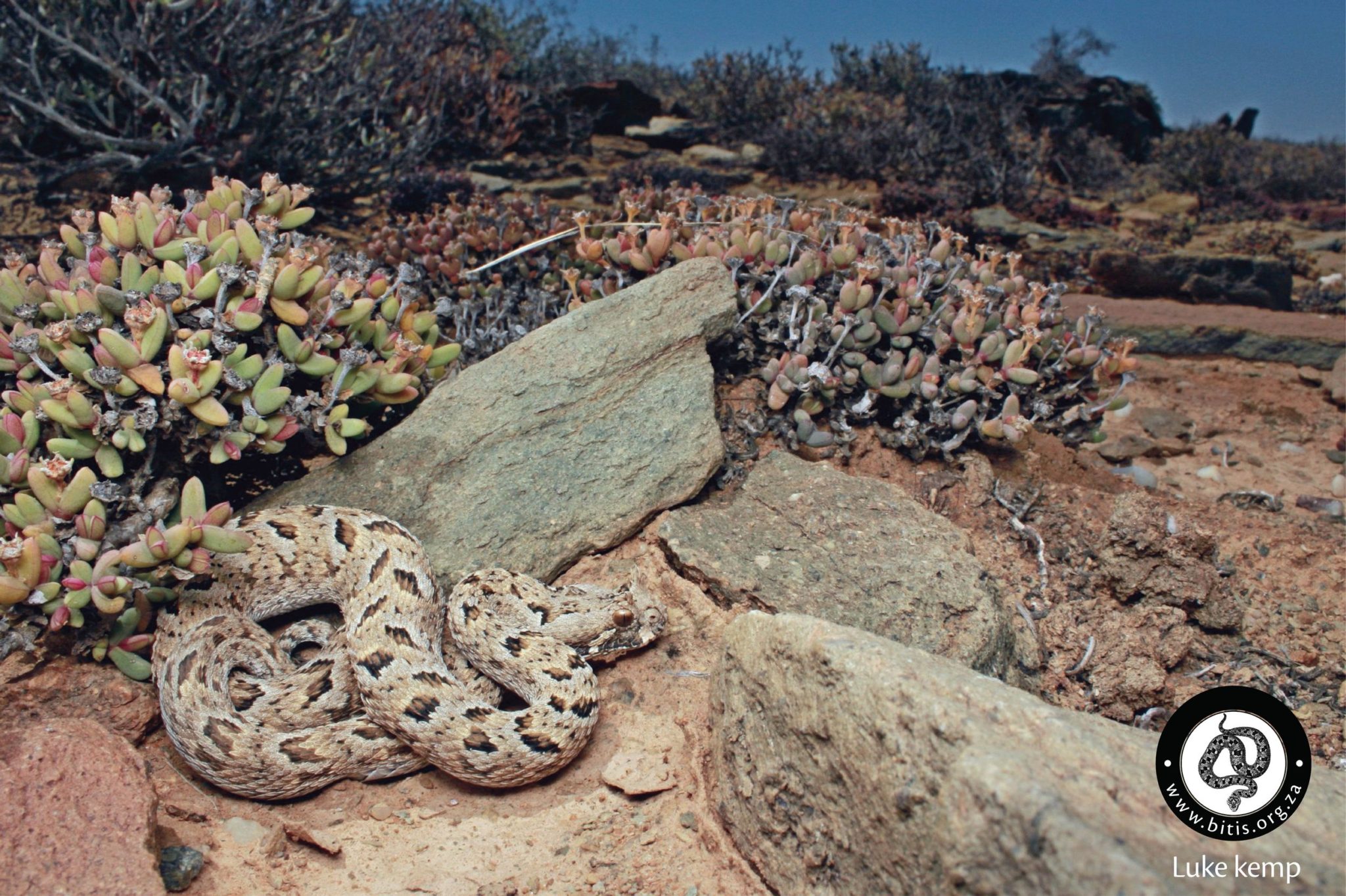 Bitis cornuta - Species info - bitis.org.za