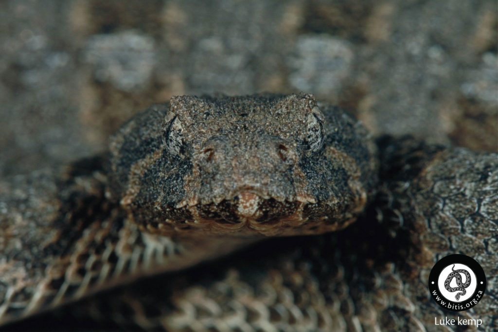 Bitis xeropaga - General Info - bitis.org.za