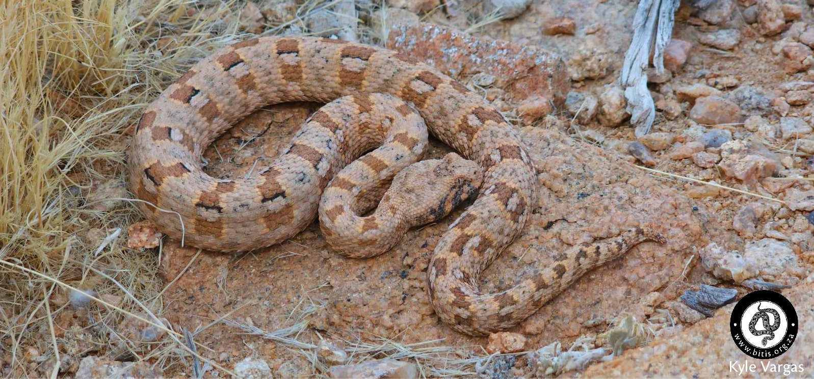 Bitis xeropaga - General Info - bitis.org.za