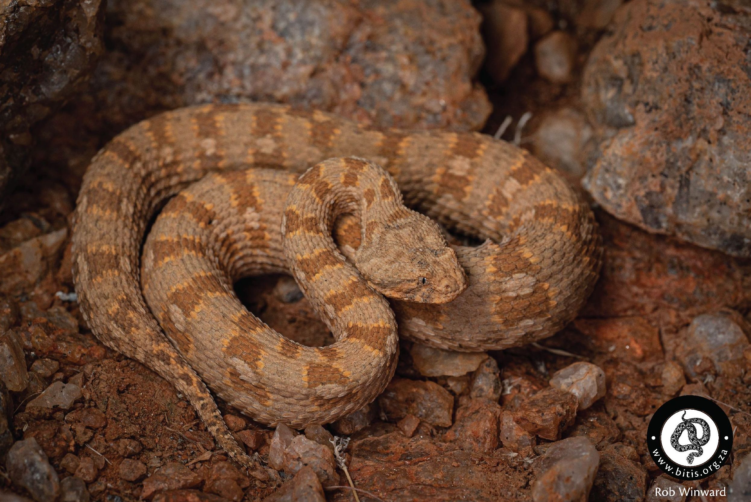 Bitis xeropaga - General Info - bitis.org.za