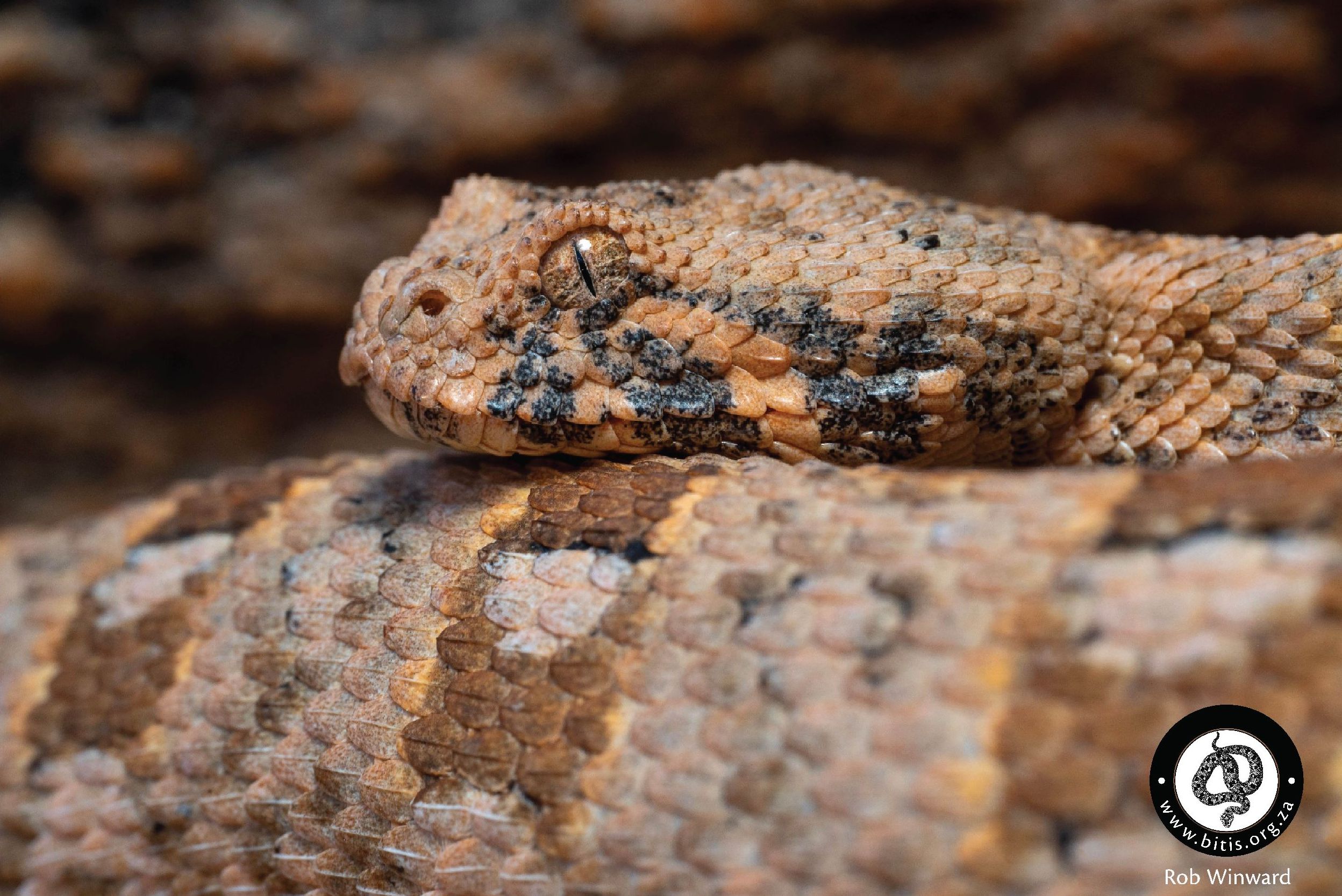 Bitis xeropaga - General Info - bitis.org.za