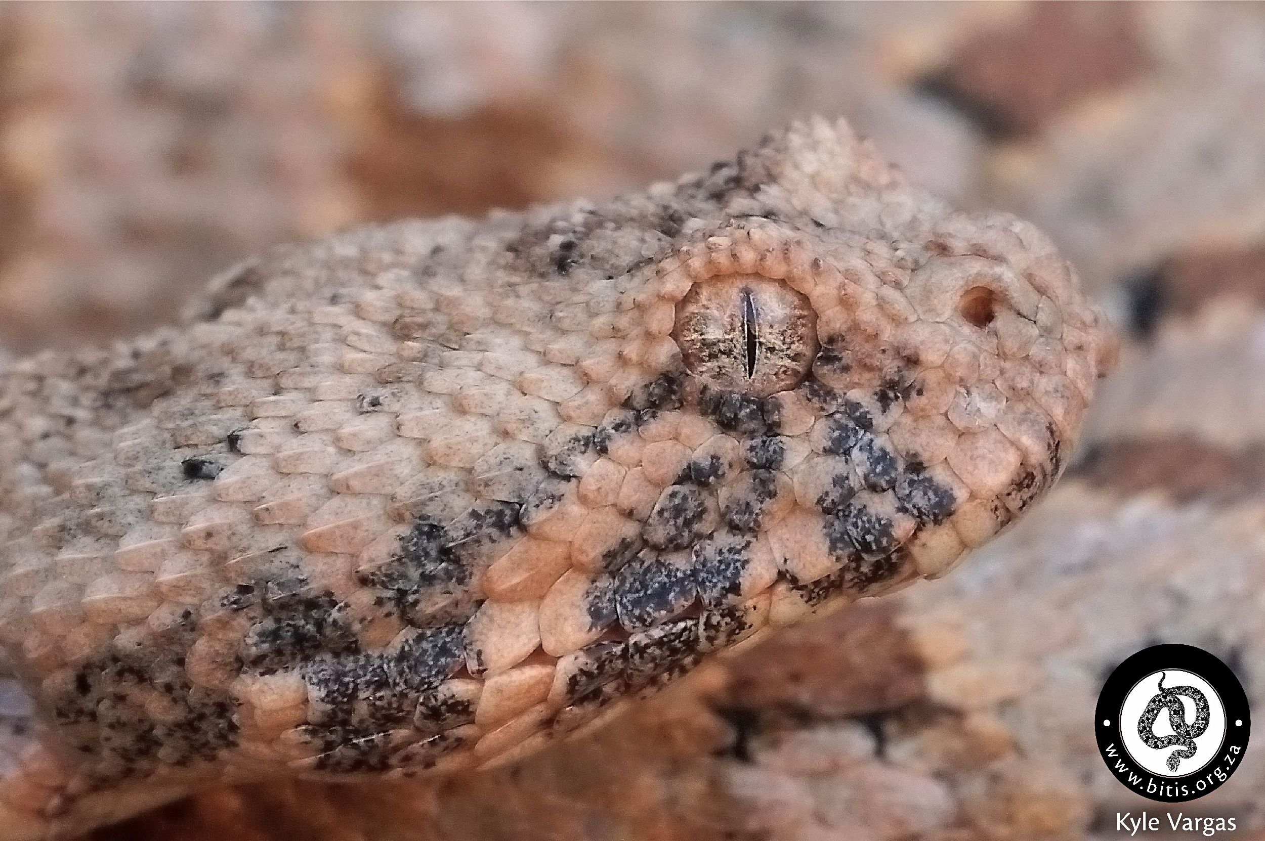 Bitis xeropaga - General Info - bitis.org.za